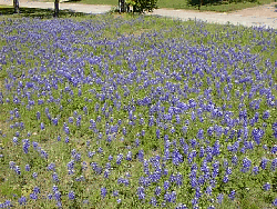 Wildflowers in My Yard